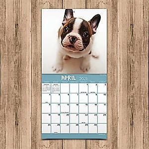 TF PUBLISHING 2021 Puppies Mini Wall Calendar - Animal Photographs with Contacts and Notes Space - Home or Office Planning and Organization in Compact Spaces - Premium Gloss Paper 7"x7"