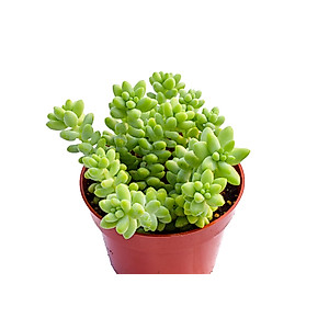 Live Donkey Tail Succulent Plant – Large 4-Inch - Fully Rooted Donkey Tail (Sedum Morganianum) Succulent Plant – Succulent Market (1)