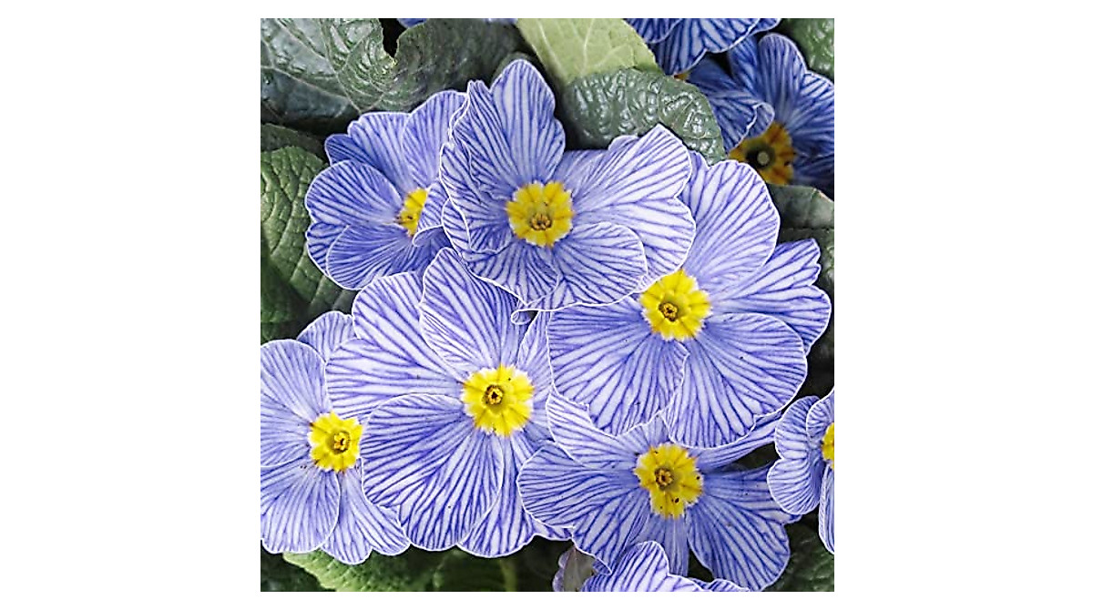 Primula 'Zebra Blue' Seeds: Easy Grow, Low Maintenance Perennial