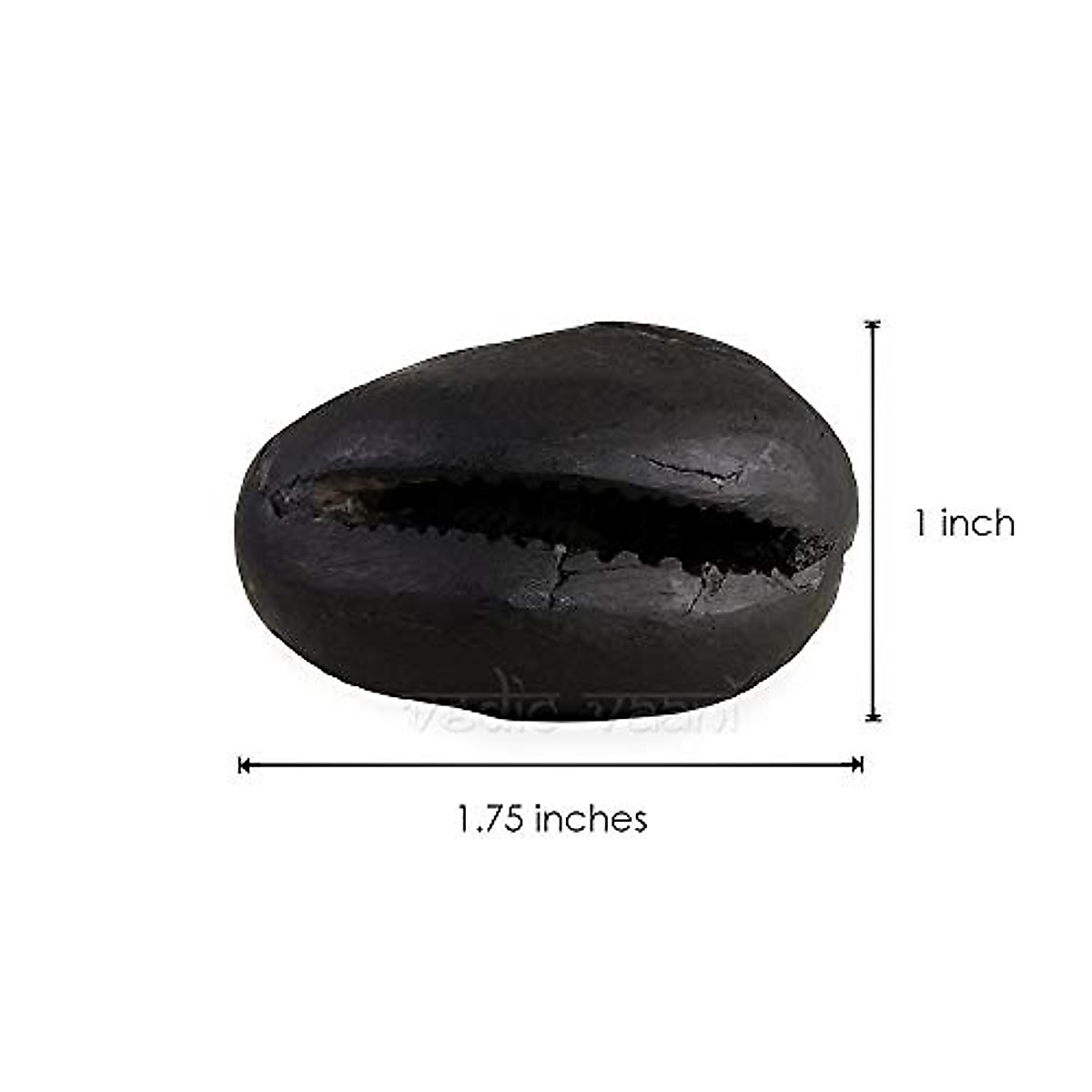 Vedic Vaani Divine Very Rare Hayagriva Vishnu Religious Natural Shaligram Shila/Stone Origin from Nepal Gandaki River, for Bring Wisdom, Prosperity and Success, India