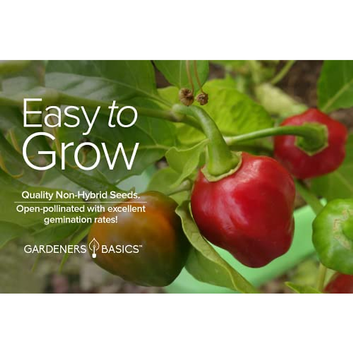 Red Habanero Pepper Seeds for Planting 100+ Heirloom Non-GMO Habanero Peppers Plant Seeds for Home Garden Vegetables Makes a Great Gift for Gardeners by Gardeners Basics