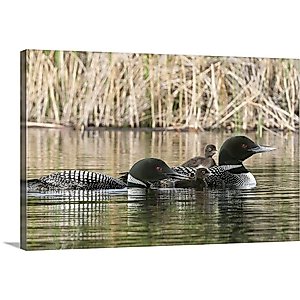 CANVAS ON DEMAND Common Loon Family, One Adult Loon Is Giving an Aquatic Insect to Its Chick Canvas Wall Art Print by Charles Sleicher, Home Decor, Bird, Wildlife Artwork, 24" x16in