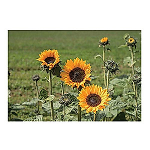 David's Garden Seeds Sunflower Tall Branching Stem Soraya (Yellow) 25 Non-GMO, Open Pollinated Seeds
