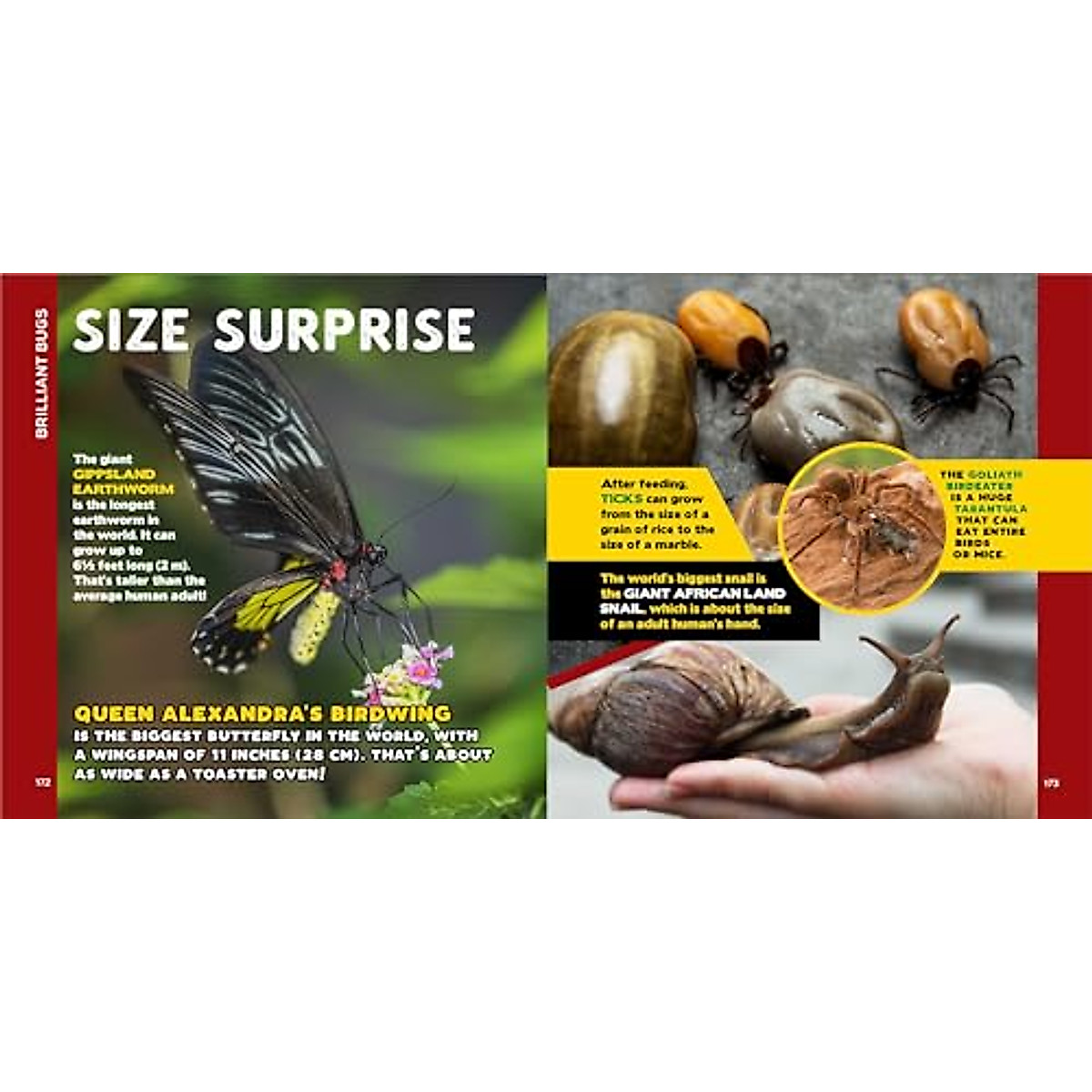 The Fascinating Bug Book for Kids: 500 Startling Facts! (Fascinating Facts)