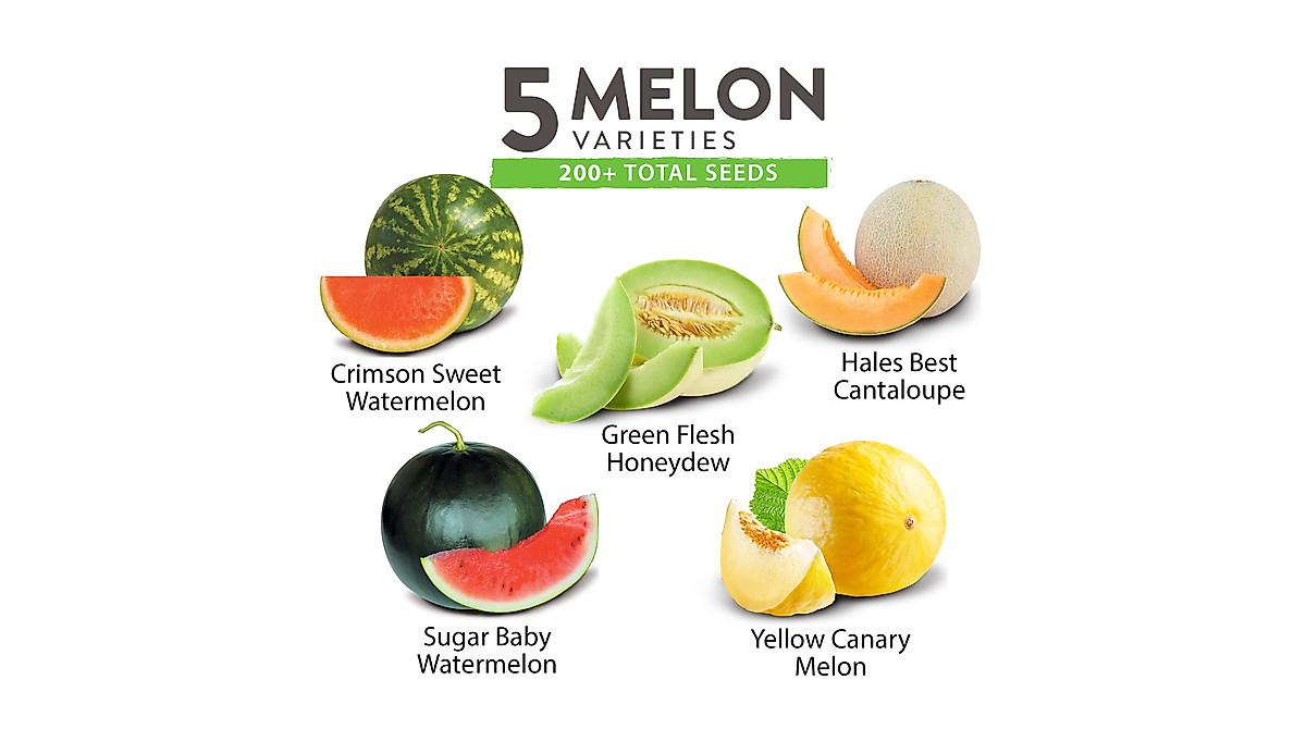 HOME GROWN 5 Melon Seeds Variety Pack - Fresh & Sweet