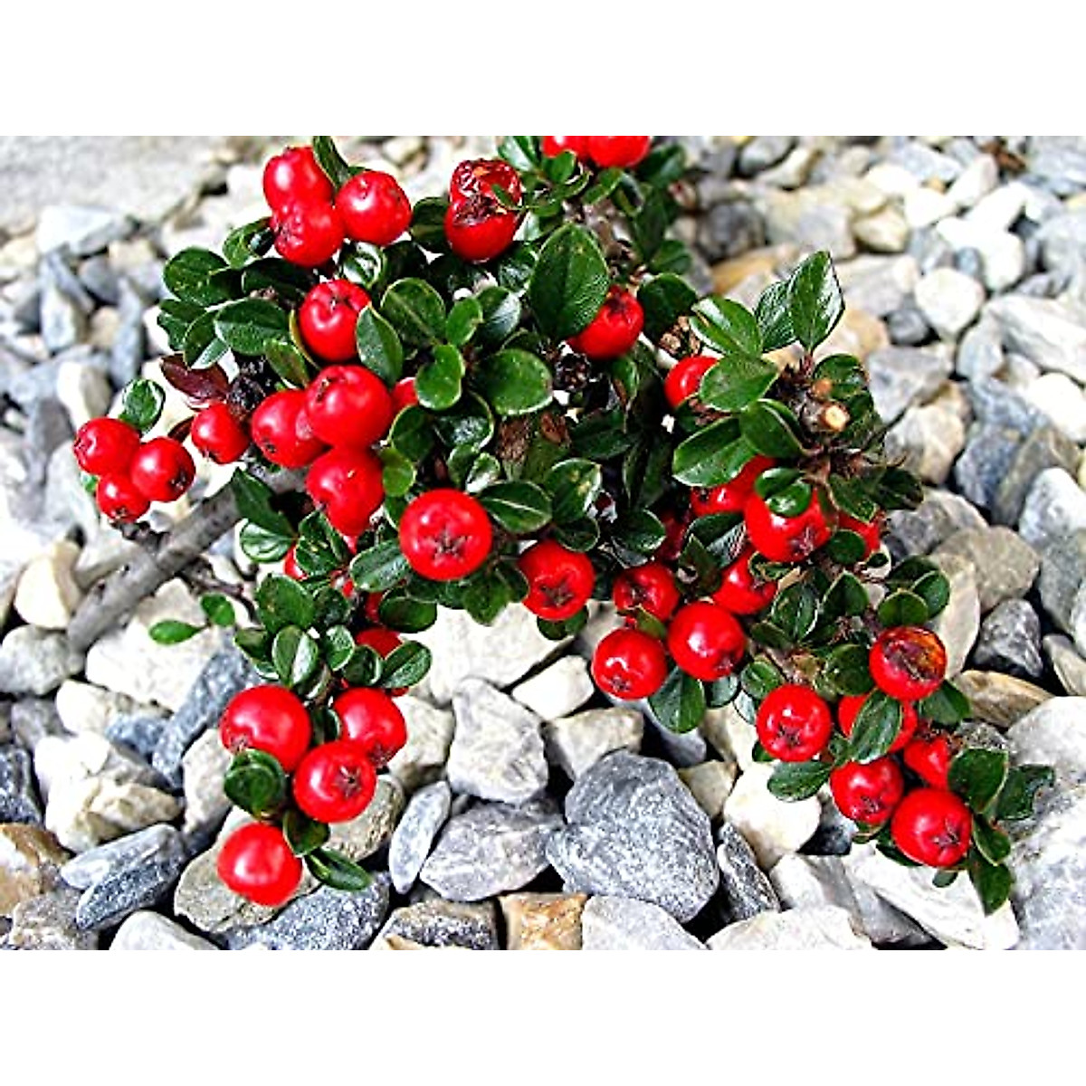 Horizontal Rockspray Cotoneaster Horizontalis Shrub 15 Seeds for Planting Non-GMO