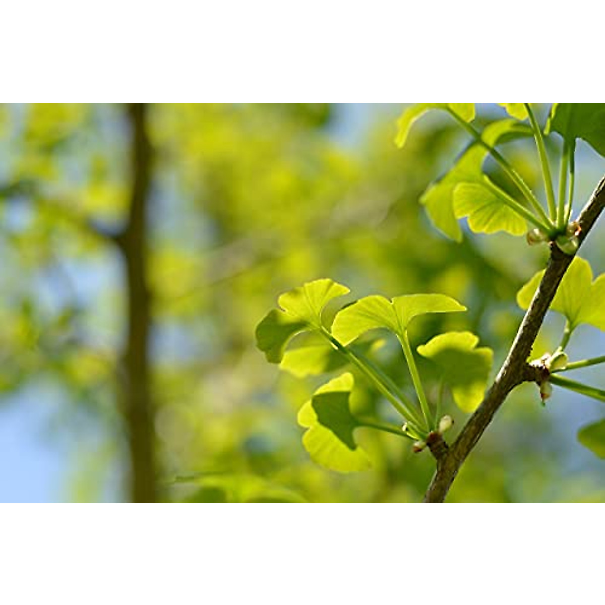 Jurassic Ginkgo | Tree Seed Grow Kit | The Jonsteen Company