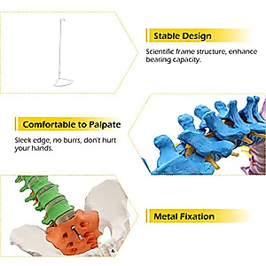 Dyna-Living Life Size Human Spine Model 33.46in/85cm Spine Anatomical Model Colored Flexible Spine Model with Vertebrae Cervical Lumbar Spine Anatomy Model with Nerves Used for Medicine Research