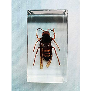 Real Asian Ground Hornet Insect Specimens In Resin Paperweight Crafts, Animal Taxidermy Collection for Science Education & Desk Ornament (Asian Ground Hornet)