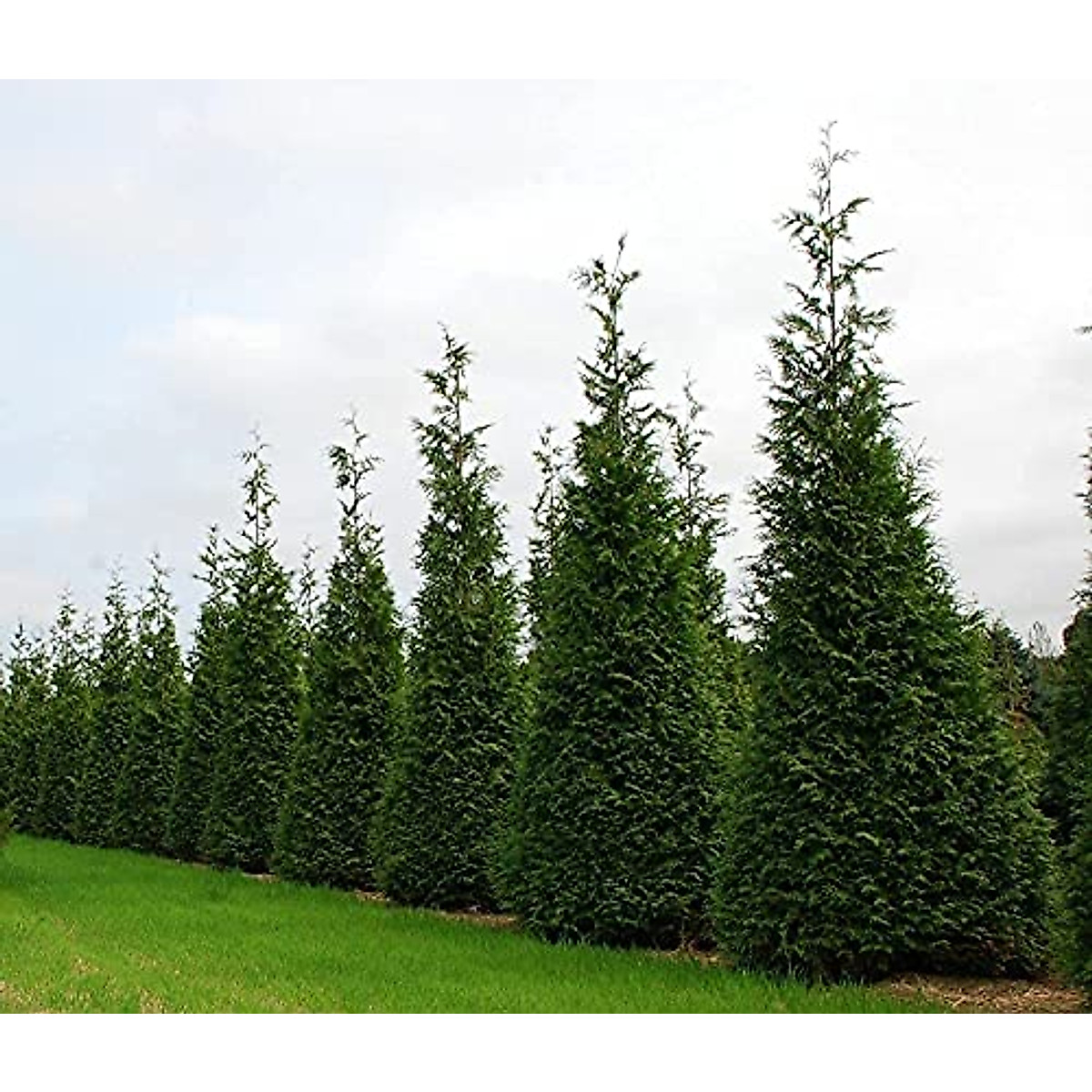 Green Giant Arborvitae | 3 Large 3 Gallon Trees | Thuja Plicata | Live Evergreen Privacy Screening Plants