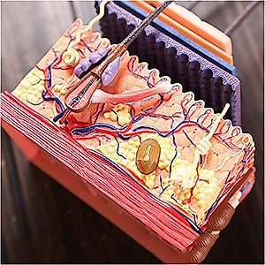 DEAVER Skin Structure Model,19 Detachable Parts Human Skin and Hair Organ Anatomy Model Medical Teaching Model,for Medical Educational Training Aid,Study Display