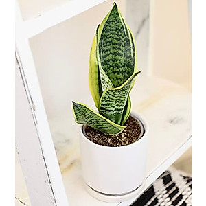 Altman Plants, Live Snake Plant, Sansevieria trifasciata Superba, Fully Rooted Indoor House Plant in Pot, Mother in Law Tongue Sansevieria Plant, Potted Succulent Plant, Houseplant in Potting Soil