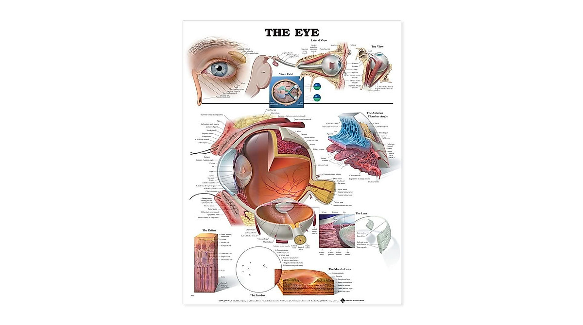 Eye Anatomical Chart - Detailed Eye Anatomy for Medical Study