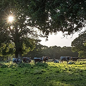 EPIC Protein Bars, Beef Sea Salt Pepper, Keto and Paleo Friendly, 1.3 oz, 12 ct