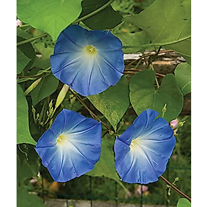 Burpee Heavenly Blue Morning Glory Seeds 150 seeds