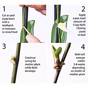 Southside Plants Keiki Cloning Paste - Natural Miracle Growth & Food Formula for Orchid Plants Hormones & Vitamins - Includes Instruction Booklet | 0.25oz