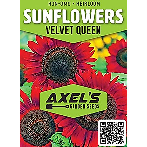Sunflower Seeds for Planting - Grow Red Velvet Queen Sun Flowers in Your Garden - 25 Non GMO Heirloom Seeds - Full Planting Instructions for Easy to Grow - Great Gardening Gifts (1 Packet)