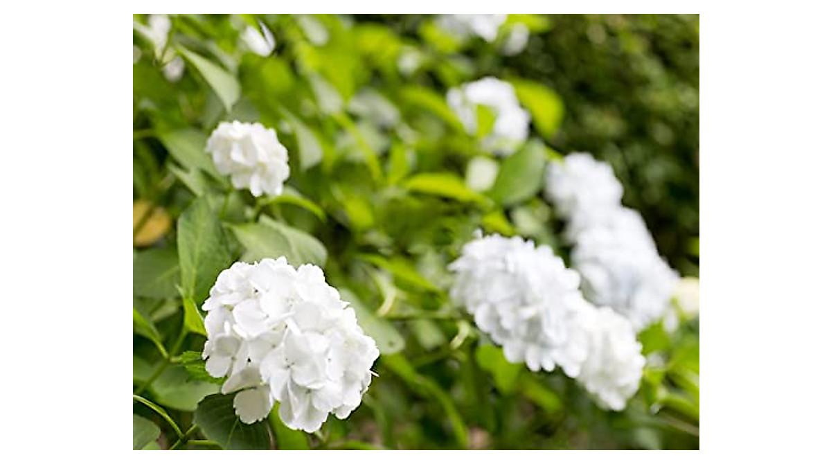 Buy Vibrant Hydrangea Seeds for Fast-Growing Snowball Shrubs