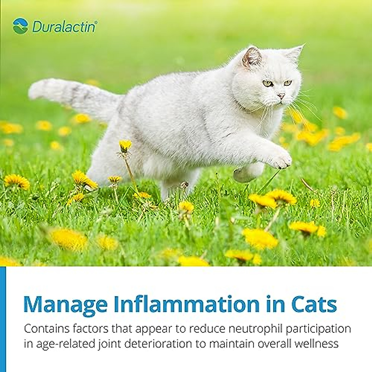 PRN Pharmacal Duralactin Feline Capsules - Cats & Kittens Joint Health and Relief Gelatin Capsules with Dried Milk Protein - 60Ct