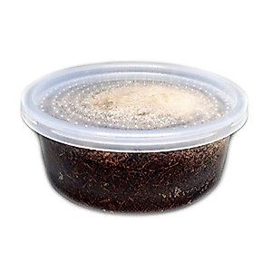 Josh's Frogs Temperate Springtail (Collembola) 8 oz Culture