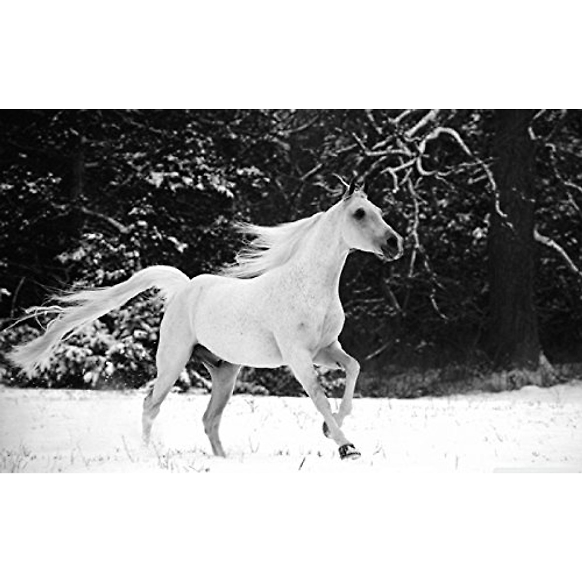 White-As-Snow Horse Coat Enhancing Supplement For Light Colored Horses 7 Pound
