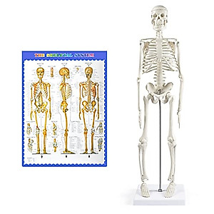 breesky Human Skeleton Model for Anatomy,17”Mini Human Skeleton Model with Movable Arms and Legs,Scientific Model for Study Basic Details of Human Skeletal System…