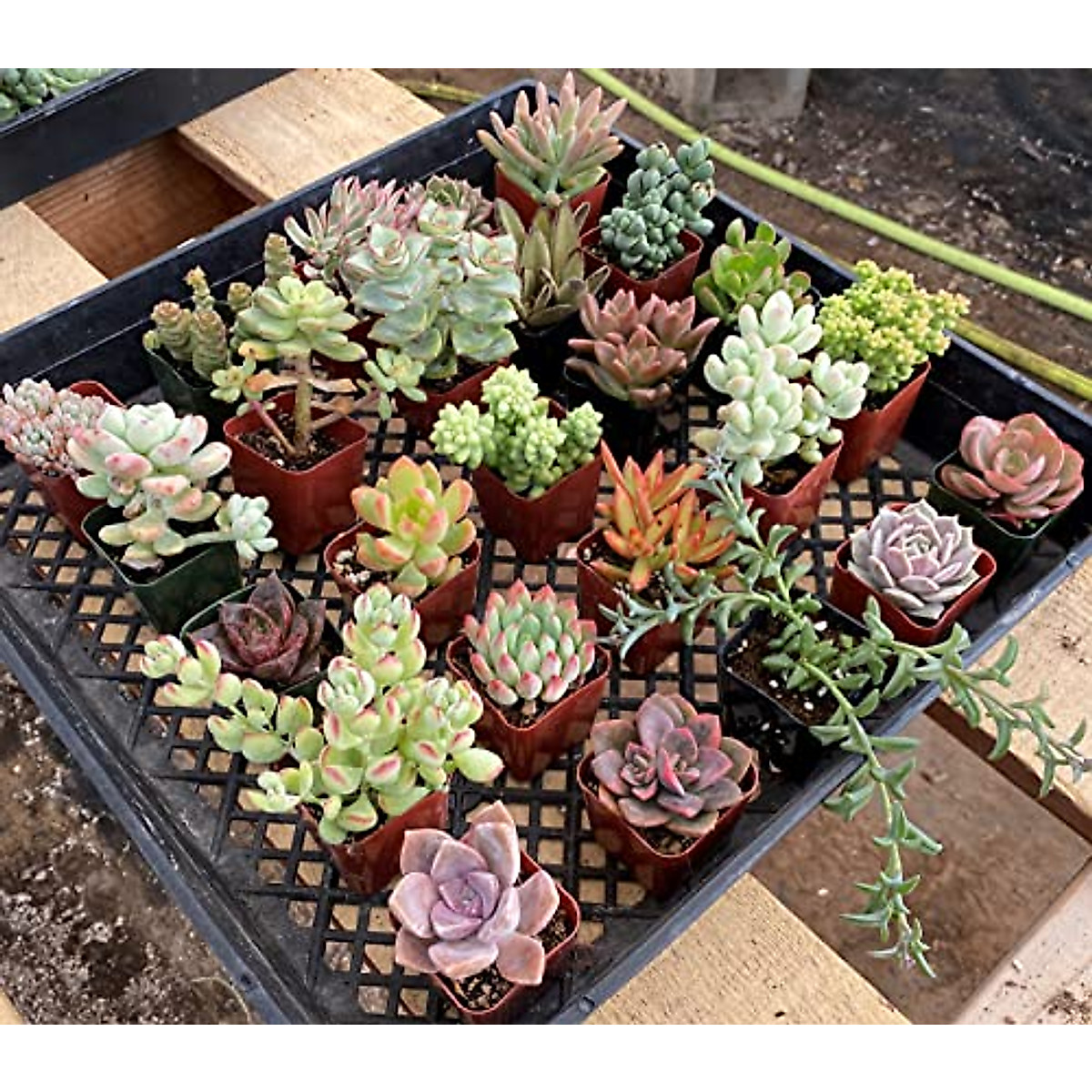 Live Succulent Plants, 1 Unit Real Succulents Potted in 2" Starter Planter with Soil Mix, Rare Small Indoor House Plants for Home Garden Outdoor Wedding Decor Party Favor Women Girls DIY Gift