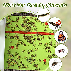 Qualirey 6 Rolls Spotted Lantern Fly Traps 30 Feet Each Roll Fly Tree Trap Sticky Fly Strips Outdoor Fruit Fly Glue Trap Disposable Fly Tree Tape Indoor Fly Paper Sheets for Protecting Trees (Green)