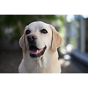 Nikon NIKKOR Z 28-75mm f/2.8 Lens Black