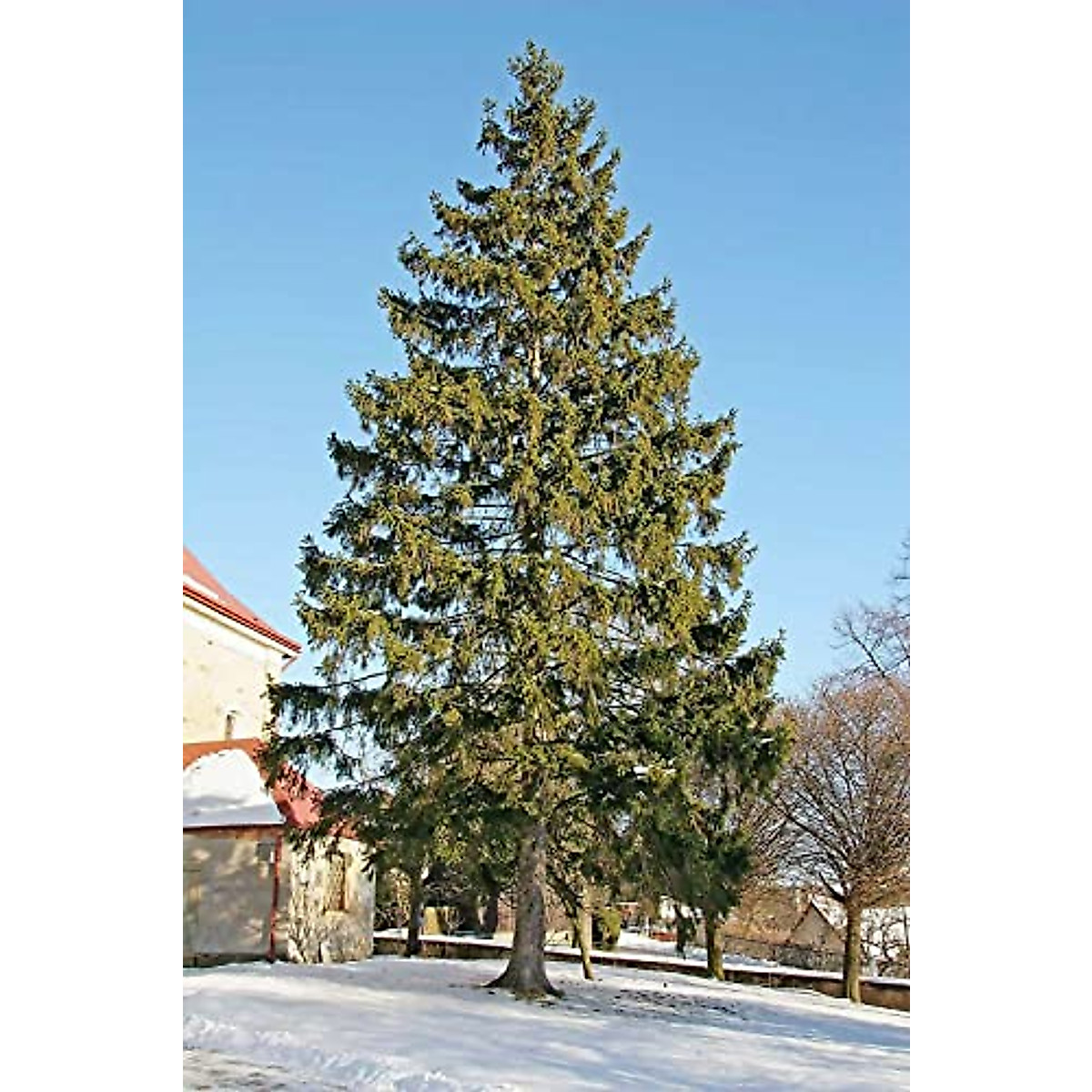 30 Seeds Norway Spruce Tree Seeds, Picea Abies, Non-GMO (Evergreen, Fast) Grown in Illinois USA