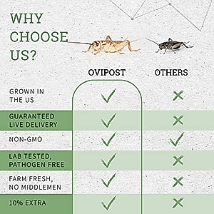 OVIPOST Live Crickets 3/4” Banded | 1000 Count | Live Crickets for Reptiles, Large Bulk Arrival of Large Banded Crickets - High Protein Live Feed Crickets, Bearded Dragon Food & Pet Food