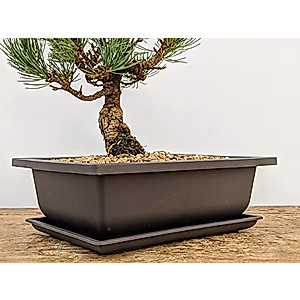 Bonsai Outlet Training Pots with Humidity Trays - Built in Mesh, Brown 8-Inch Large Planters + Made from Durable Shatter Proof Poly-Resin, Set of 3 Pot Set