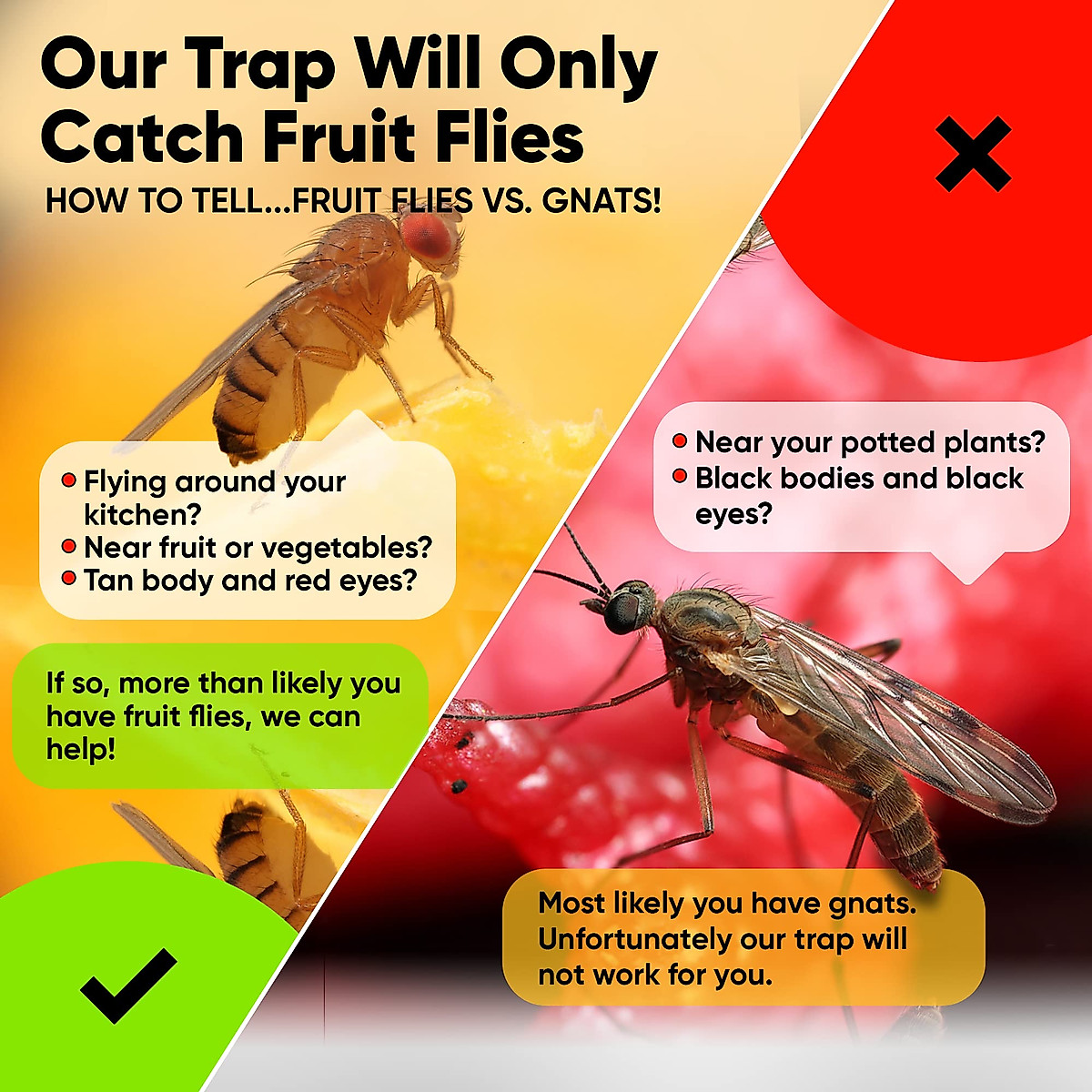 The Ultimate Fruit Fly Trap (Pack of 2) - Indoor Kitchen Non-Toxic Reusable Traps Catches or Kills Fruit Flies with Natural Bait or Lure