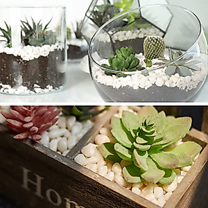 GASPRO 15 Pound Black River Rocks + 15 Pound White Pebbles, 1 to 2 Inch Black Pebbles, 3/8 Inch White Average-Sized Polished Pebble for Plants, Vase, Fish Tank, Garden