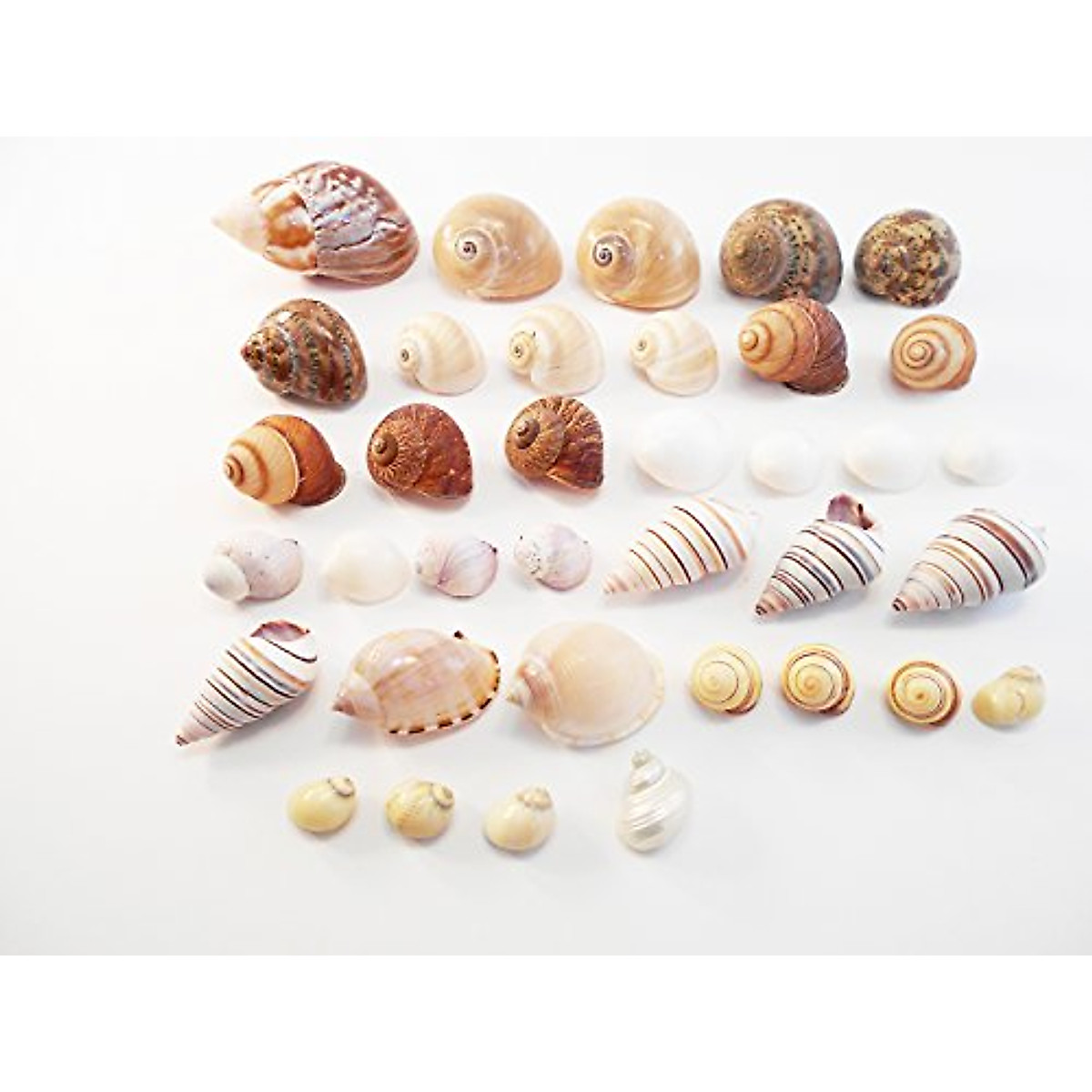 FSG - Select 35 Hermit Crab Shells Assorted Changing Seashells SMALL 1/2"-2" Size (opening size 1/4" - 1") Beautiful