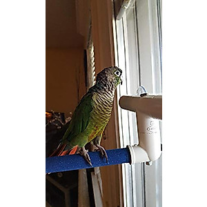 Polly's Sandy Window and Shower Bird Perch, Small
