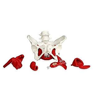 Vision Scientific VAP216 Female Pelvis with Organs | Pelvic Floor Muscles and Reproductive Organs | Removable Organs Include Uterus, Colon and Bladder | Includes Detailed Instruction Manual
