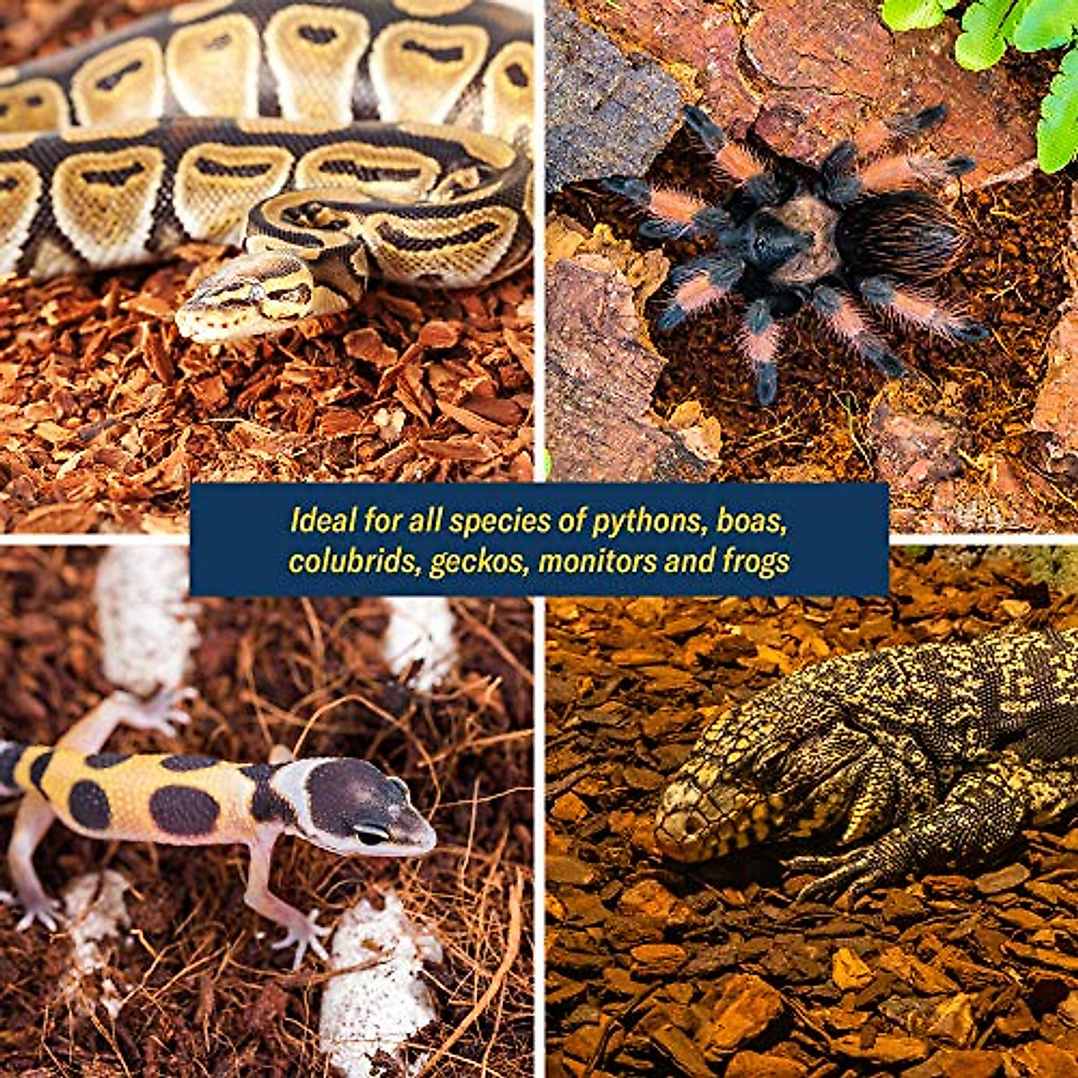 ReptiCasa Organic Coconut Chips Substrate Clean & Ready to Use for Reptiles, Snake, Tortoise, and Amphibian, Natural Fiber Free Husks, Clean Breeding and Bedding Flooring, Odor Absorbing – 10.6 Quarts