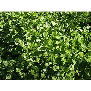 David's Garden Seeds Herb Chickweed Common 8337 (Green) 25 Non-GMO, Heirloom Seeds