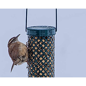 C&S Wild Bird Woodpecker Suet Nuggets Mega Box, 8 Pounds