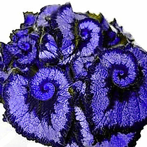50Pcs Begonia Seeds, Coleus Begonia Flower Seeds Bonsai Plants Balcony Home Garden Decor (Blue)(Double Color)(Purple)(Sapphire Blue)