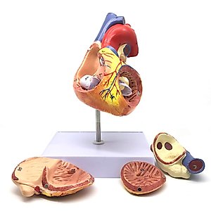 XINDAM 2X Enlarged Human Heart Anatomical Model,Anatomically Accurate Heart Model Human Skeleton Anatomy for Science Classroom Study Display Teaching Medical Model