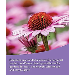 Burpee Wildflower 50,000 Bulk, 1 Bag | 18 Varieties of Non-GMO Flower Seeds Pollinator Garden, Perennial Mix