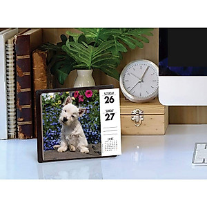 Just Westies 2021 Box Calendar (Dog Breed Calendar)