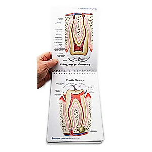 Dental Charts (Flip Chart, Stand up)