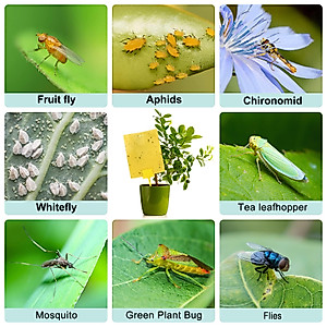 Sticky Fruit Fly Trap,Dual-Side Fruit Fly and Fungus Gnat Sticky Catcher Trap for Indoor Outdoor Fruit Fly,Fungus Gnats,Mosquito,Flying Insect Bug Pest,White Flies (Yellow-Large 20 pcs)