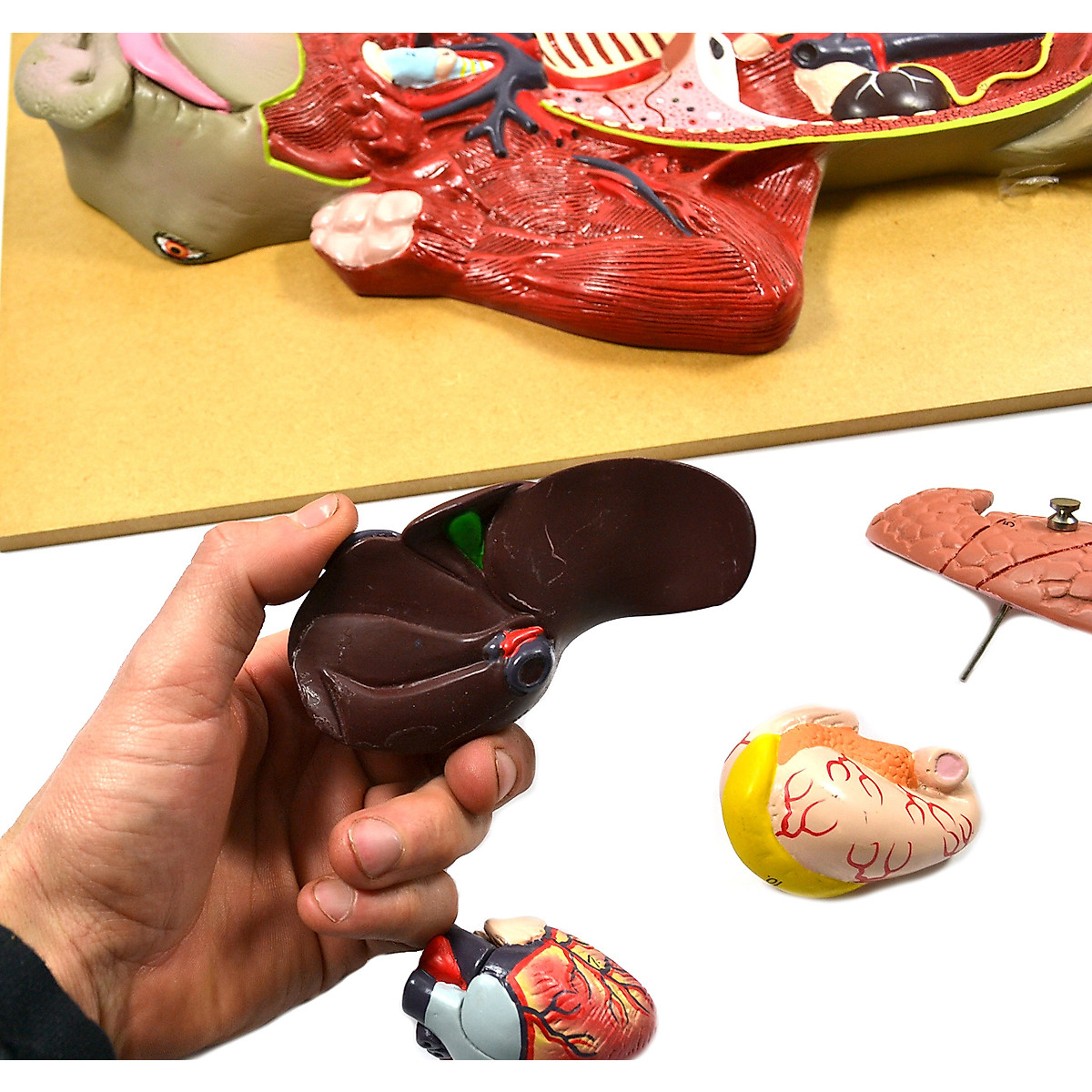 Premium Model Pig Dissection - Eisco Labs