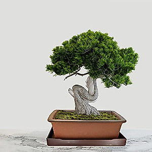 MUZHI Decorative Ceramic Bonsai Planter Pot 8.5 Inch with Tray, Breathable Unglazed Rectangle Terracotta Clay Pot for Tree Succulent Cactus Indoor Outdoor Red Brown