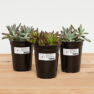 Avery Waterproof Printable Address Labels with Sure Feed, 1-1/3" x 4", White, 700 Blank Mailing Labels (5522)