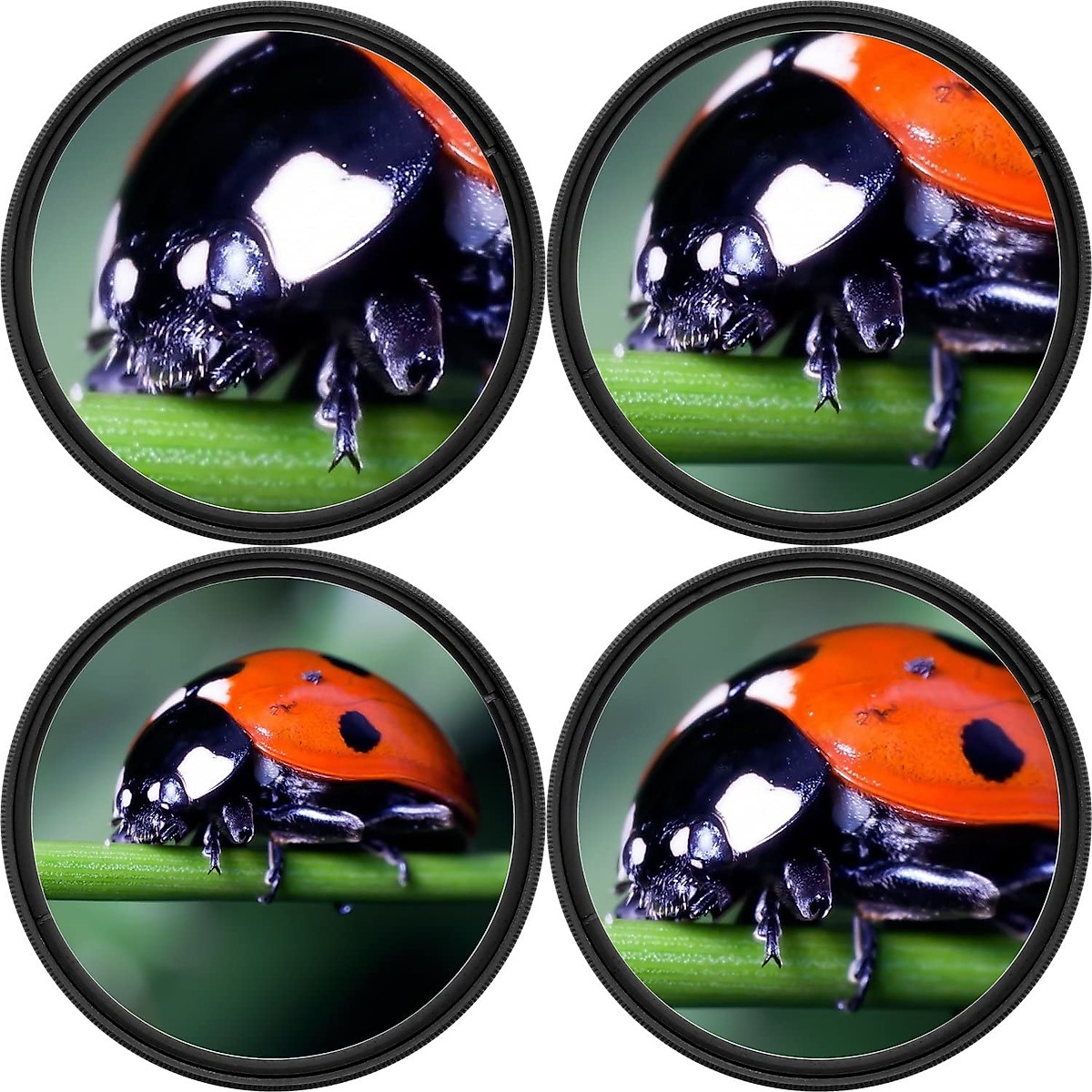 58mm Professional Macro & Lighting Filter Kit for Canon EOS Rebel T7, T6, T5, T3, T100, 4000D, 2000D, 3000D, 58 mm CPL + UV + FLD + 4 Piece Close Up Kit & 58 mm Lens Hood, 58mm Filter Bundle